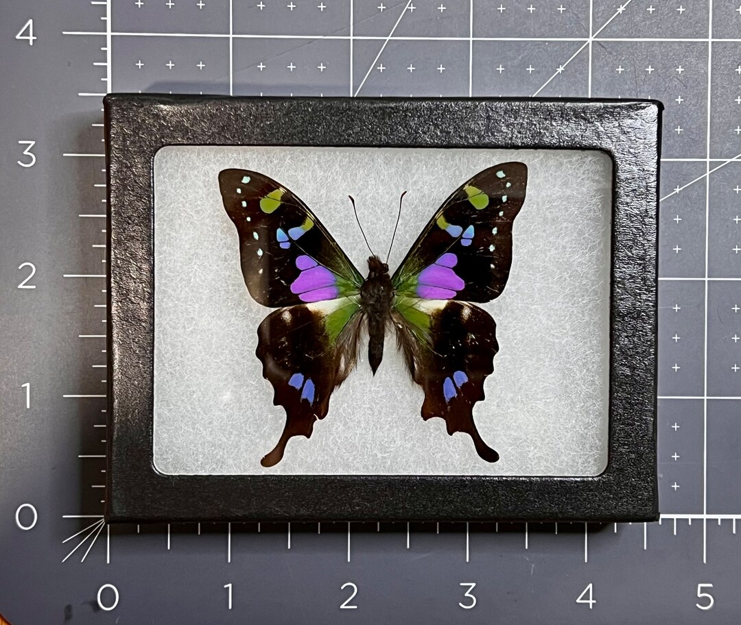 Purple Spotted Swallowtail Butterfly, Graphium Weiskei, Mounted (wings ...