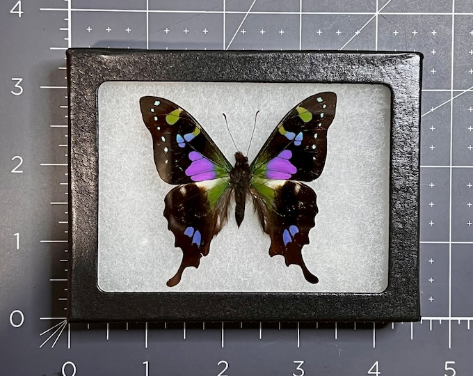 Purple Spotted Swallowtail Butterfly, Graphium Weiskei, Mounted and ...