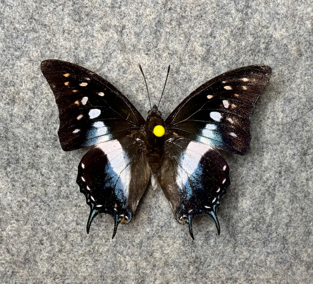 Charaxes (polyura) Cognatus Cognatus, the Sulawesi Blue Nawab ...