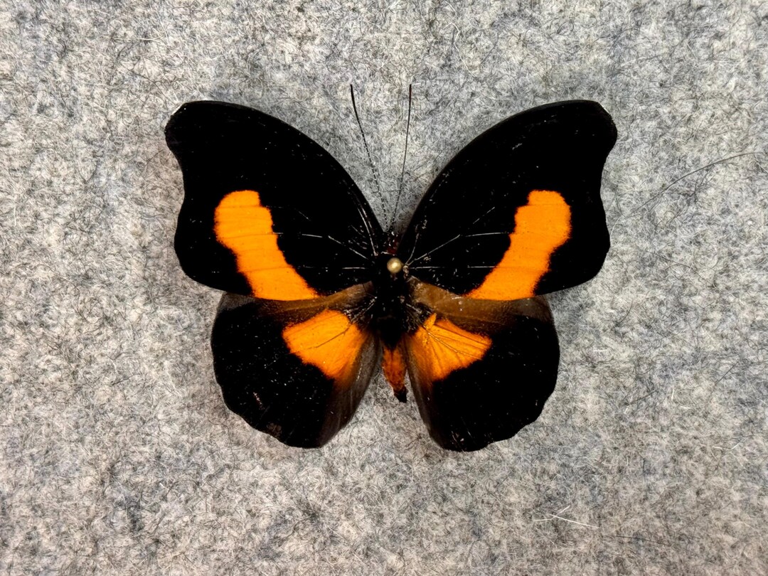 Catonephele Acontius, the Acontius Firewing Butterfly, Male, Unmounted ...