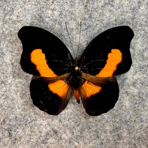 Catonephele Acontius, the Acontius Firewing Butterfly, Male, Unmounted ...