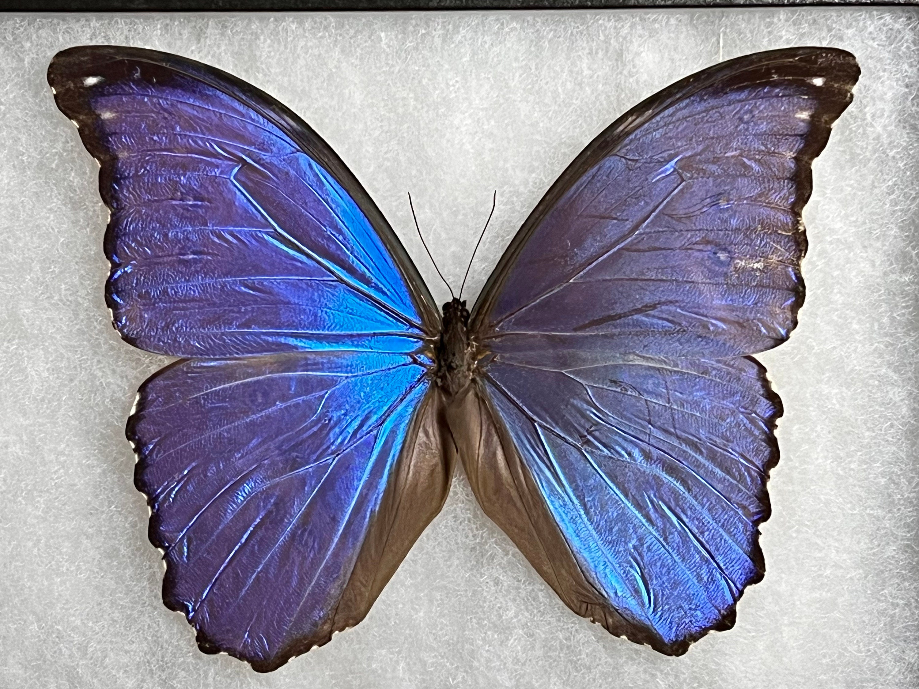 Giant Blue-purple Morpho Butterfly Morpho Godarti Mounted in - Etsy