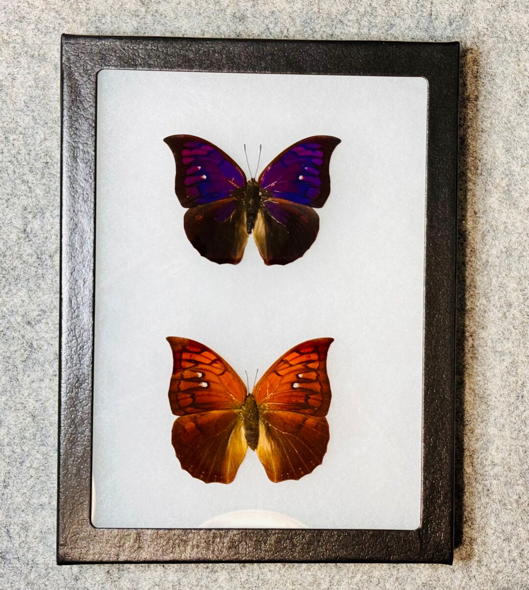 RARE Anaea (polygrapha) Tyrianthina M+F Pair, King Leafwing, Mounted in ...