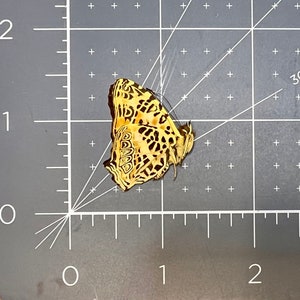 The Himalayan Jester Butterfly, Symbrenthia Hypselis, UNMOUNTED (wings ...