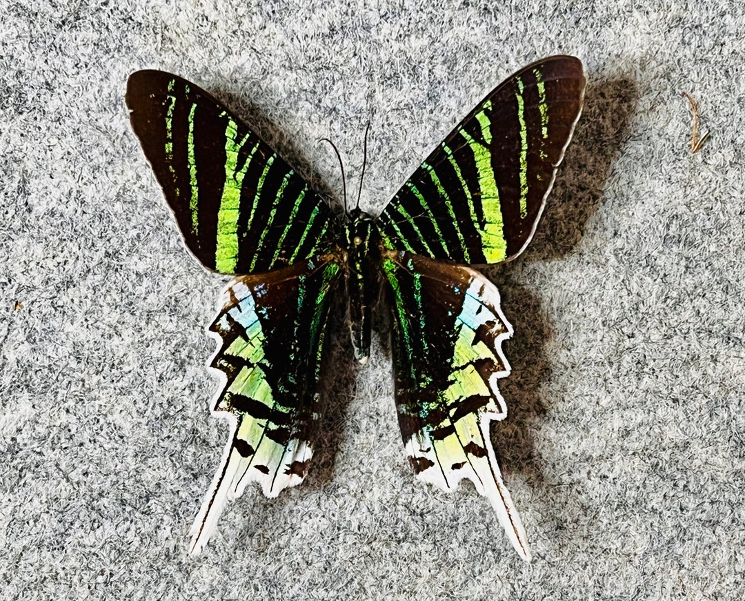 The Green-banded Urania Moth, Urania Leilus, UNMOUNTED (wings Folded ...