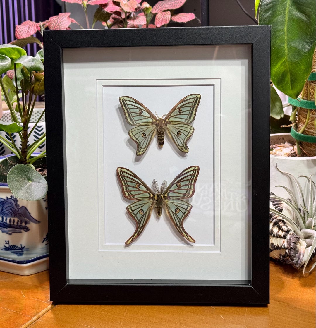 Spanish Moon Moth Male Female Pair, Graellsia Isabellae, Mounted and ...