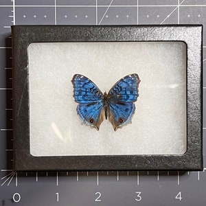 The Blue Buckeye Butterfly, Junonia Rhadama, Wings Folded OR Mounted ...