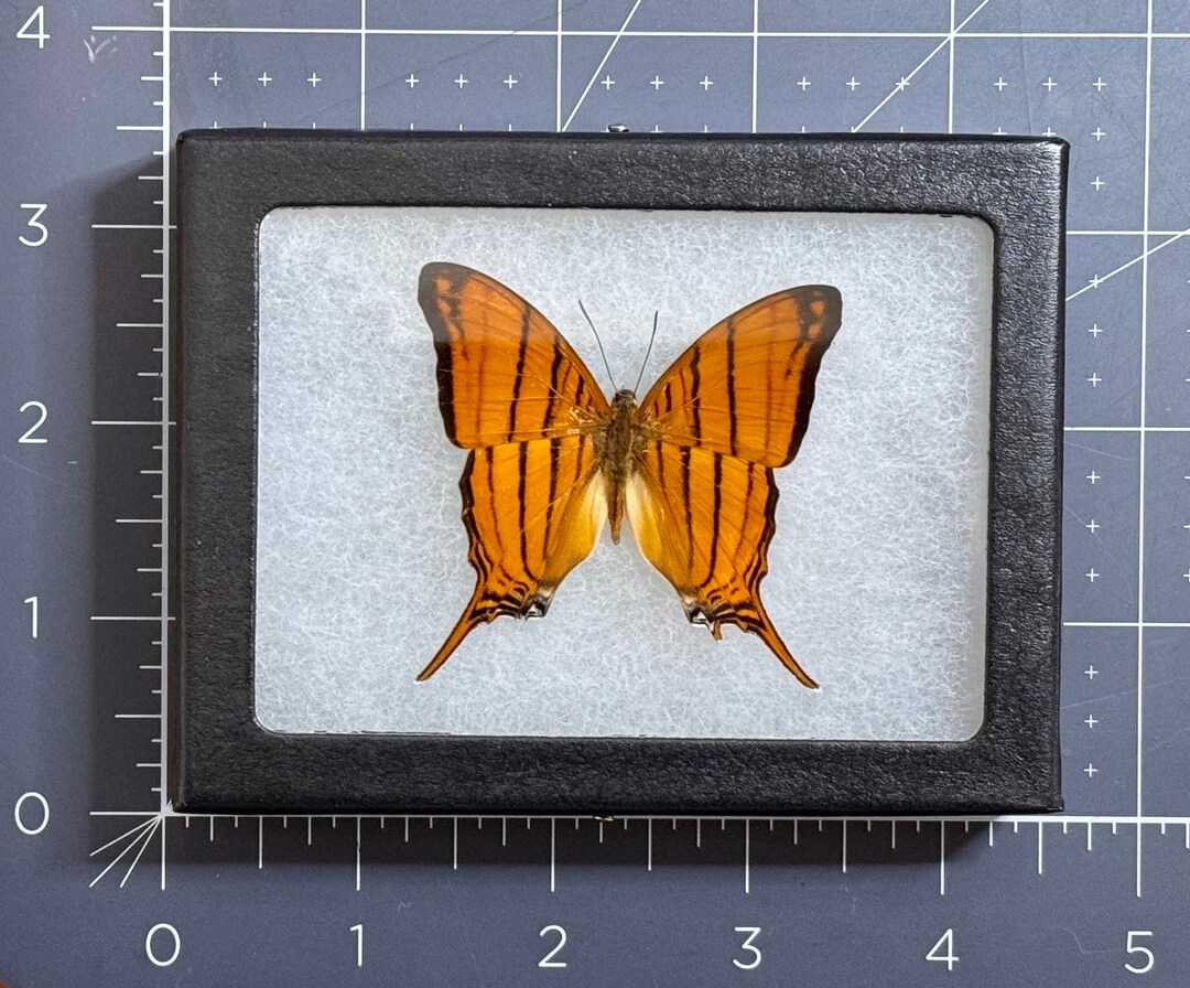 The Pale Daggerwing Butterfly, Marpesia Harmonia, A1, Mounted and ...