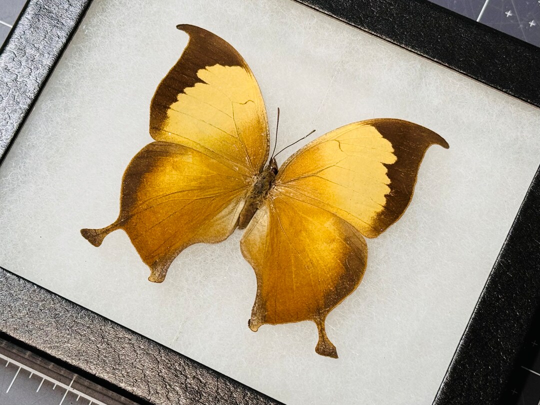 The Pearly Leafwing Butterfly, Consul Electra, Mounted and Framed in a ...