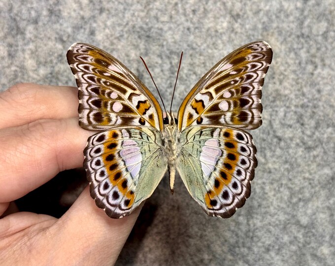 Moduza Lymire Lymire, Comander Butterfly, Nymphalidae, Unmounted (wings ...