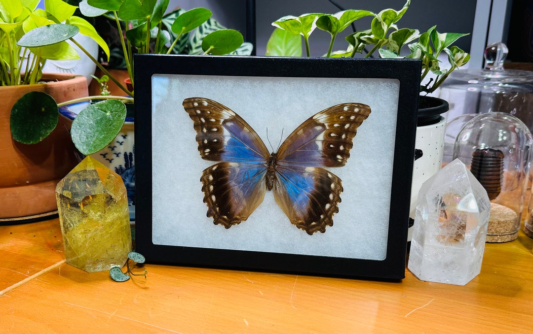 Giant Blue Morpho Butterfly, Morpho Didius, Rare Female, Mounted and ...