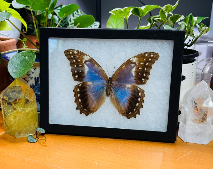 Giant Blue Morpho Butterfly, Morpho Didius, Rare Female, Mounted and ...