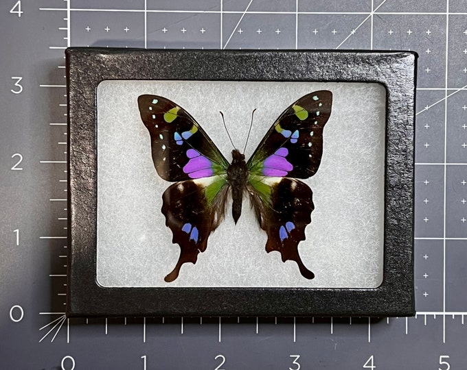 Purple Spotted Swallowtail Butterfly, Graphium Weiskei, Wings Folded OR ...