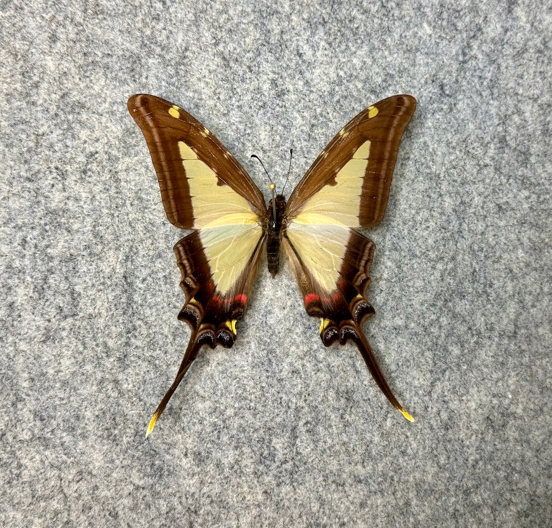 Kite Swallowtail Butterfly, Eurytides Leucaspis Leucaspis, UNMOUNTED ...