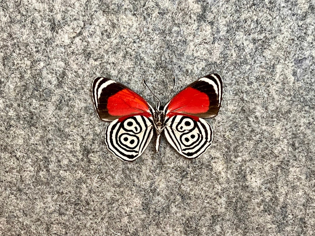 Cramer's Eighty-eight "88" Butterfly, Diaethria Clymena, Unmounted ...