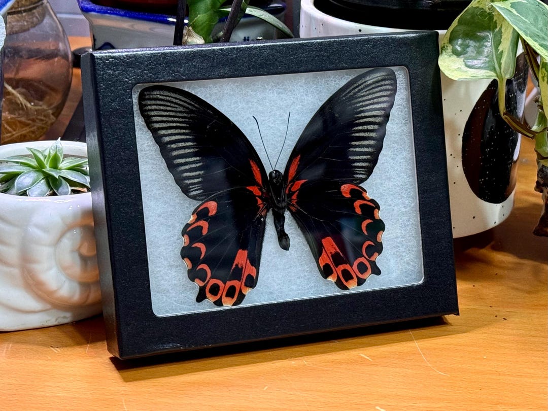 Red Mormon Swallowtail Butterfly, Papilio Deiphobus Deiphobus, Mounted ...