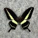 Oberthür's Silkmoth, Loepa Oberthuri, Rare, Mounted (wings Spread) and ...