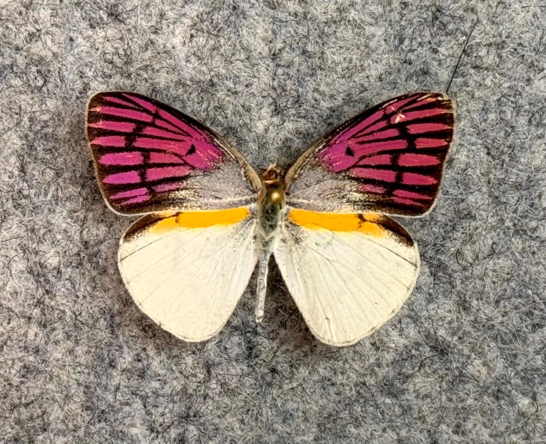 Scarlet or Crimson Tip Butterfly, Colotis Zoe, Rare, UNMOUNTED (wings ...