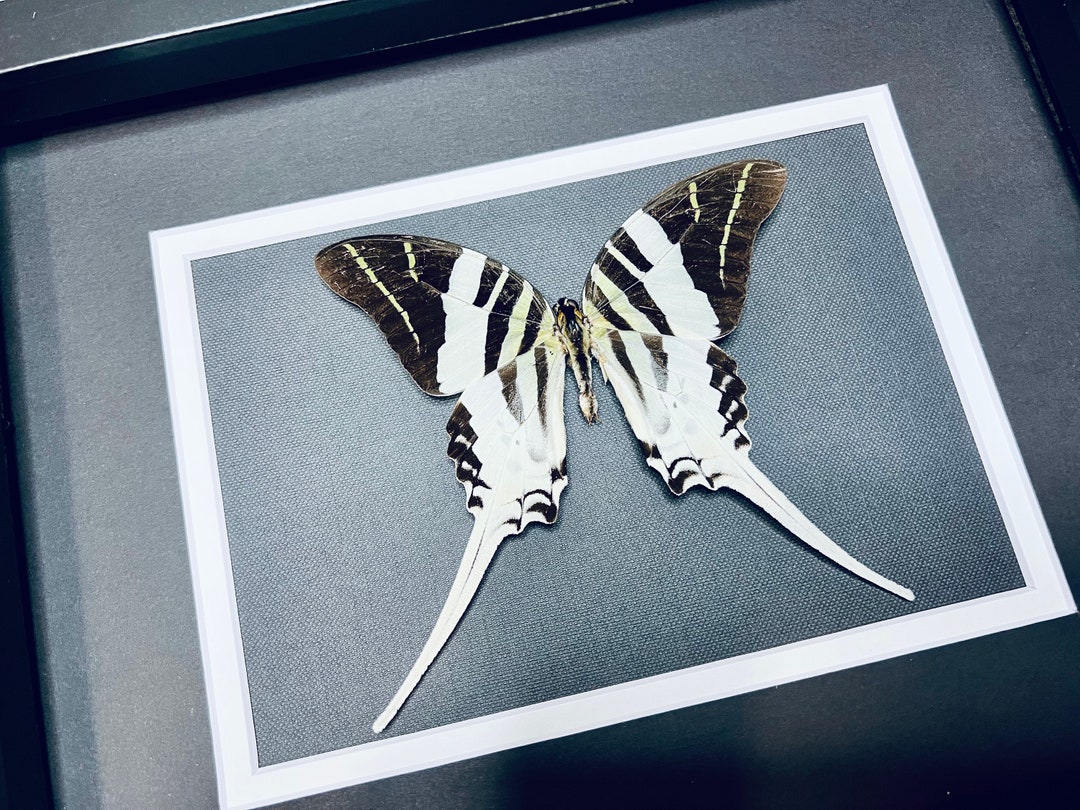 Huge King of Swordtails Butterfly Pathysa Androcles Male - Etsy