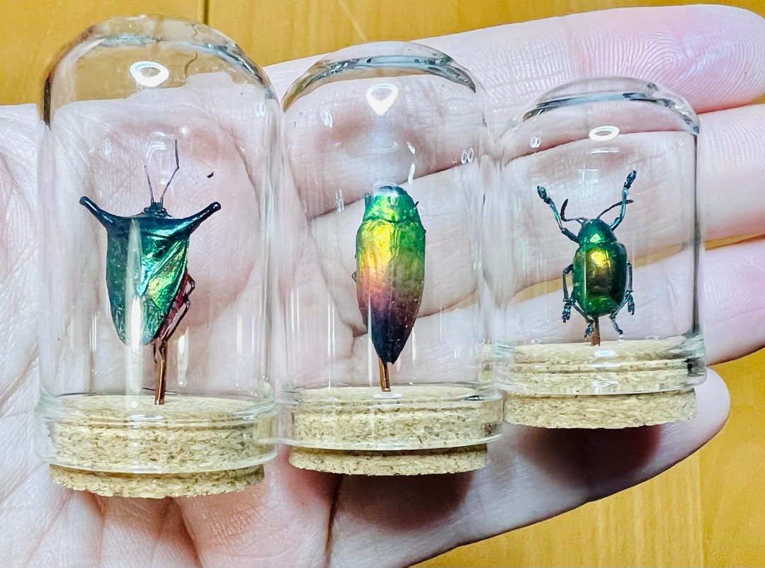 Real, Dried Small Insect, Beetle, Bug in a Mini Bell Jar, Cloche, Dome ...