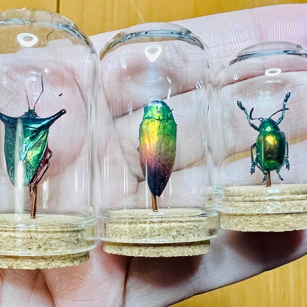 Bug in a Jar - Etsy