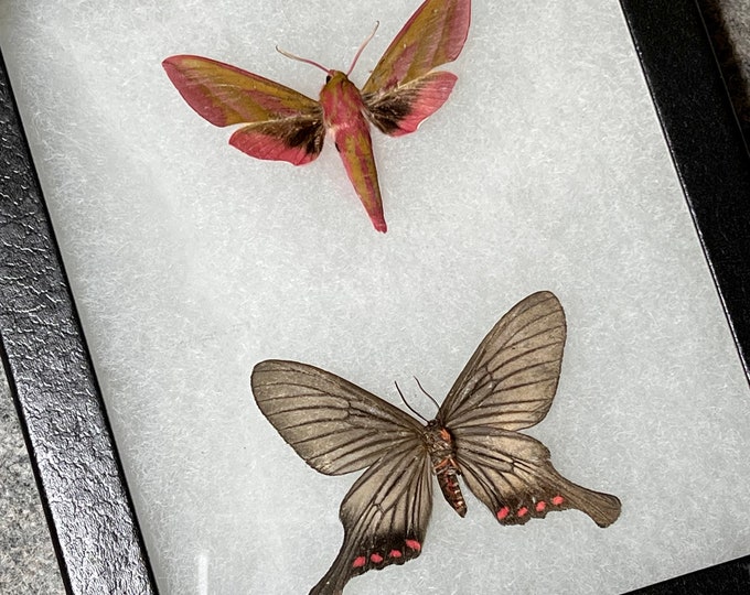 Pink Elephant Hawk-moth and Mock Swallowtail Butterfly Moth, Mounted ...