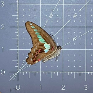 Common Bluebottle Butterfly, Graphium Sarpedon, Wings FOLDED or Mounted ...