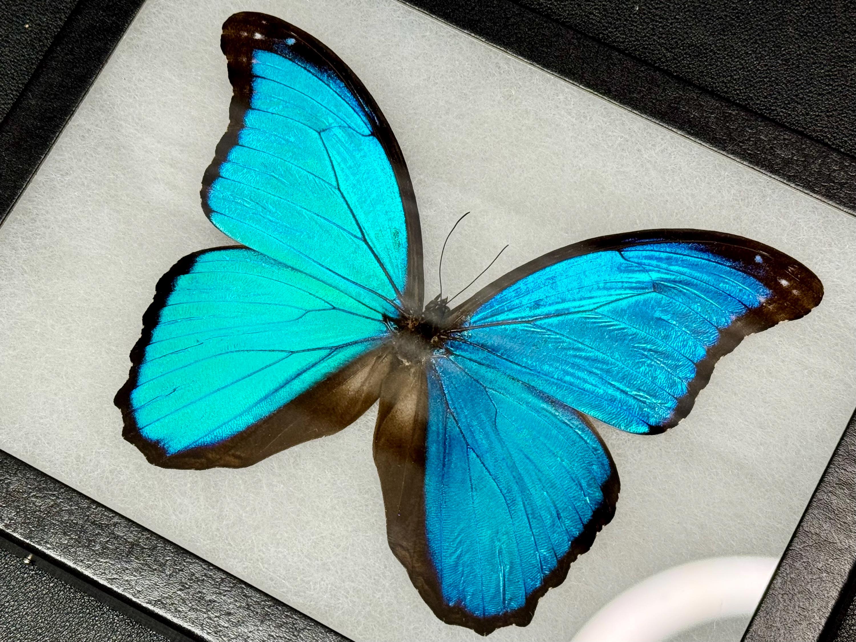Framed Blue Morpho Butterfly, Real Dried Specimen in Riker Mount - Etsy