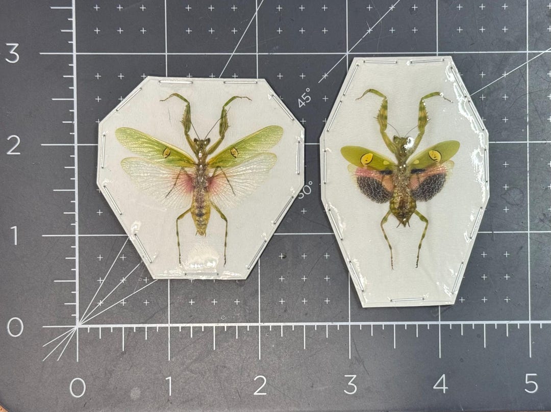 Jeweled Flower Mantis, Creobroter Gemmatus, Male OR Female, Mounted ...