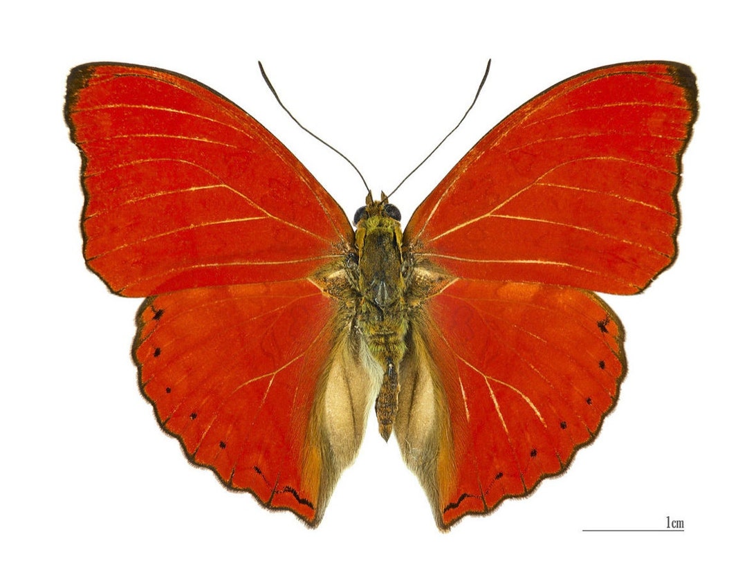 Blood Red Glider Butterfly Cymothoe Sangaris Wings Folded OR - Etsy