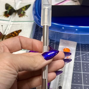 Premium Butterfly and Insect Mounting Kit With Five Butterflies, and ...