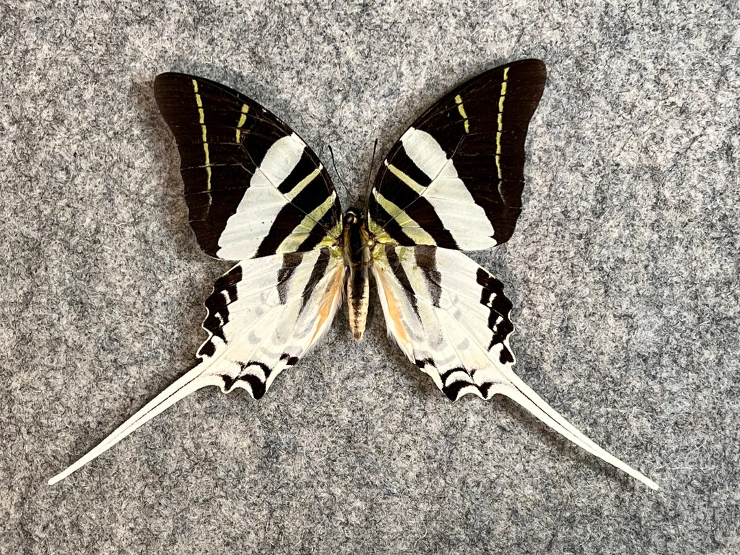 Giant King of Swordtails Butterfly, Graphium Androcles Androcles, Wings ...