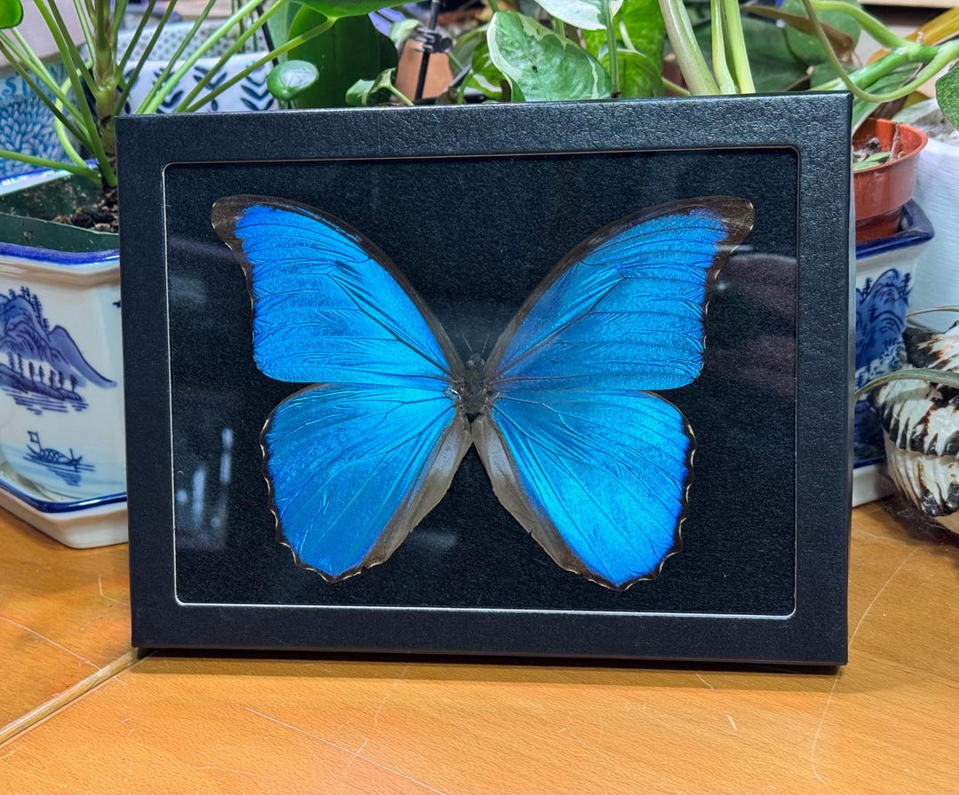 Giant Blue Morpho Butterfly, Morpho Didius, Mounted (wings Spread) and ...