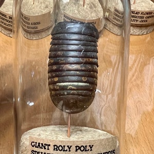 Giant Roly Poly Pill Bug, Sphaeropoeus Lugubris, Mounted in a Bell Jar ...