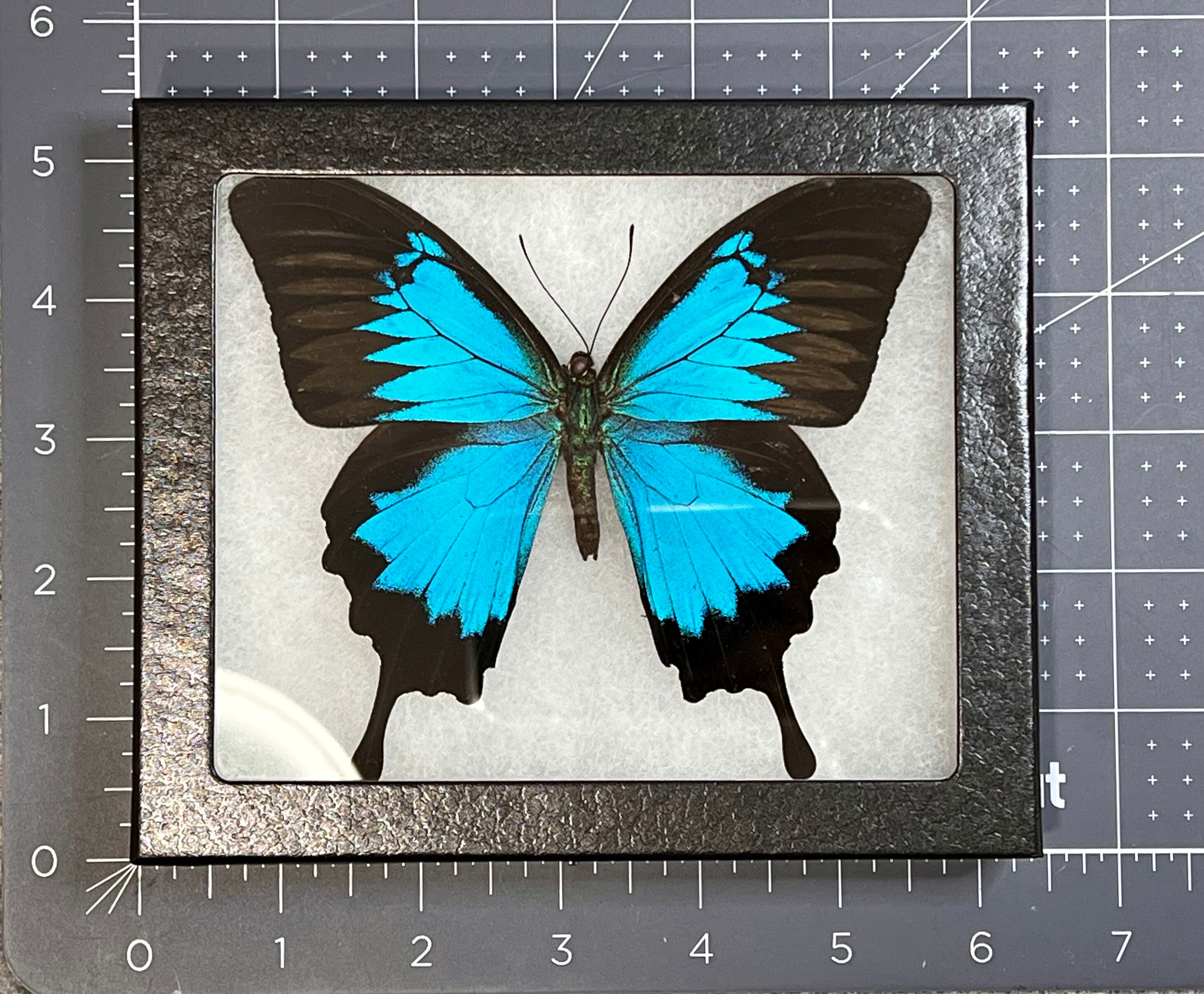 Ulysses Swallowtail Butterfly Papilio Ulysses Ulysses Wings - Etsy