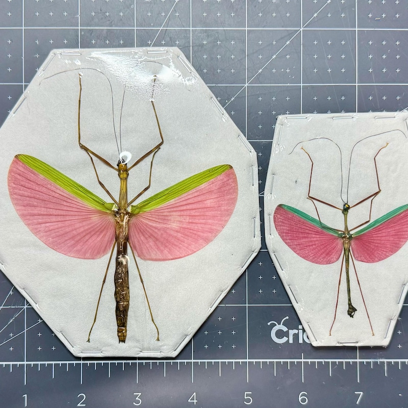 Stick Bug Mount - Etsy