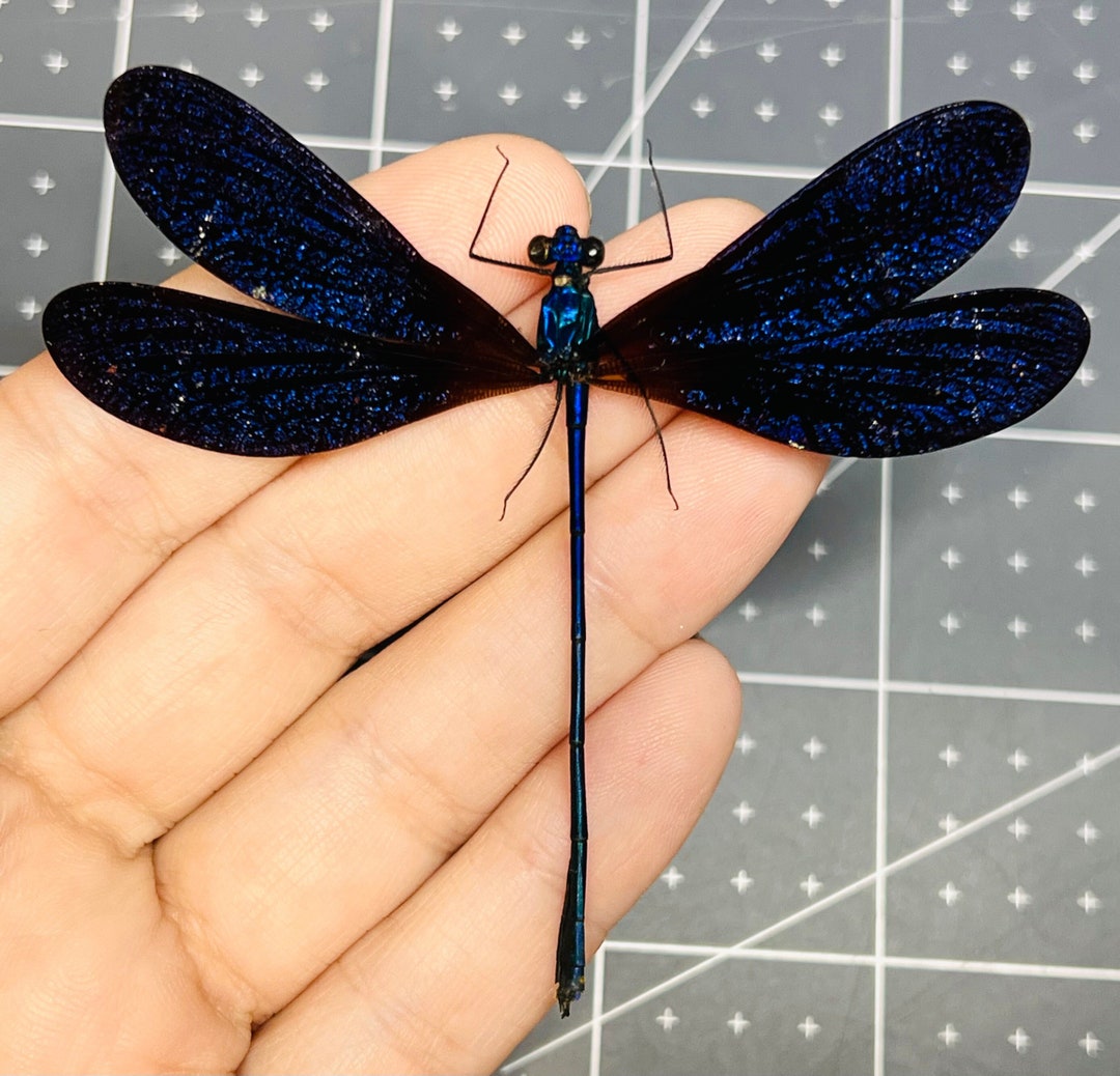 Deep Blue Black Damselfly, Vestalis Luctuosa, Mounted Insect Specimen ...