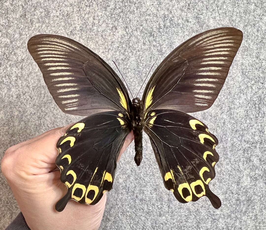 Papilio Deiphobus Deiphobus, Giant Swallowtail Butterfly, Red, Orange ...