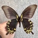 Rare Neon Blue Morpho Butterfly, Morpho Absoloni, Mounted (wings Spread ...