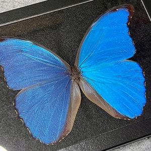Giant Blue Morpho Butterfly, Morpho Didius, Mounted (wings Spread) and ...
