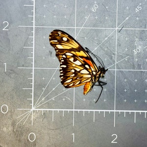 The Juno Longwing Butterfly, Dione Juno, UNMOUNTED wings FOLDED, Preserved, Dried, Real, Papered ...