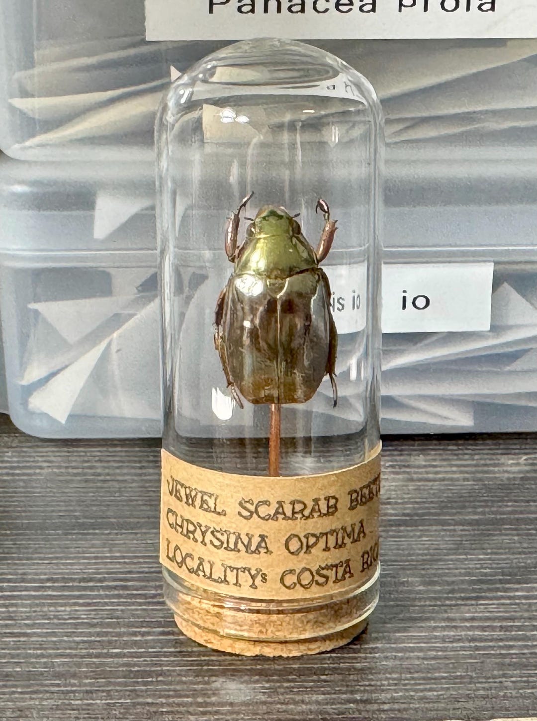 Rare Gold Jewel Scarab Beetle, Chrysina Optima, in a Bell Jar, Cloche ...