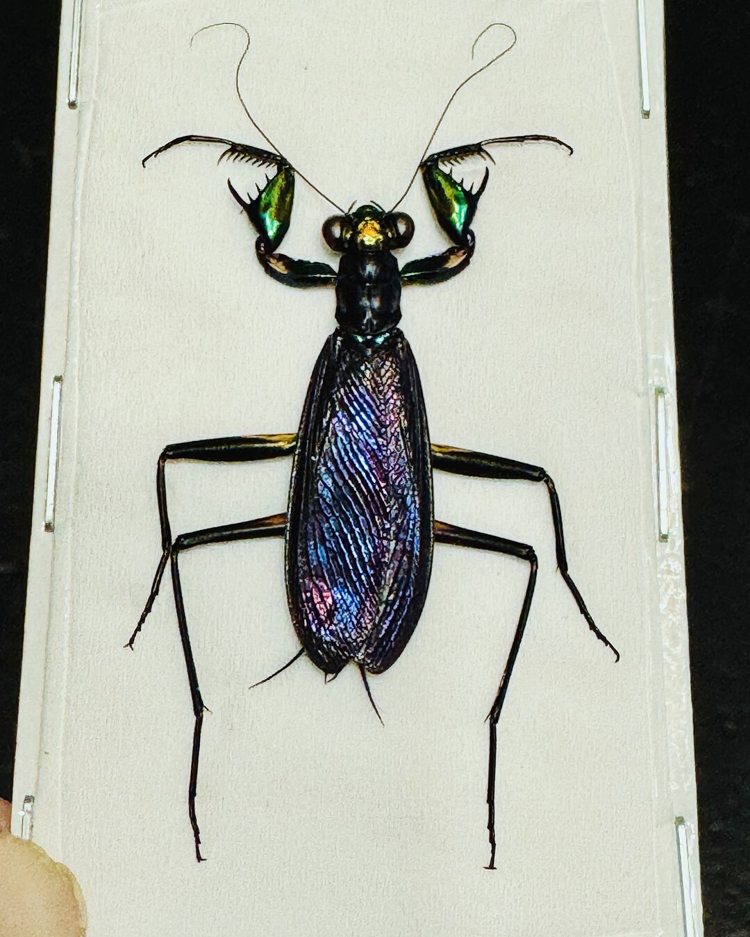 RARE Metallyticus Splendicus, Iridescent Bark Mantis, Male, Mounted ...