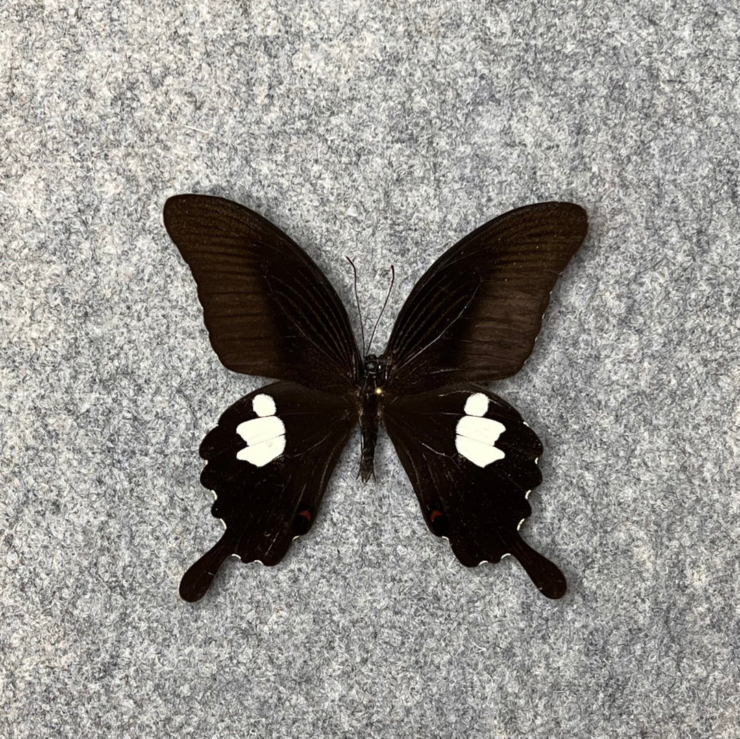 Red Helen Butterfly, Papilio Helenus Helenus, UNMOUNTED (wings FOLDED ...