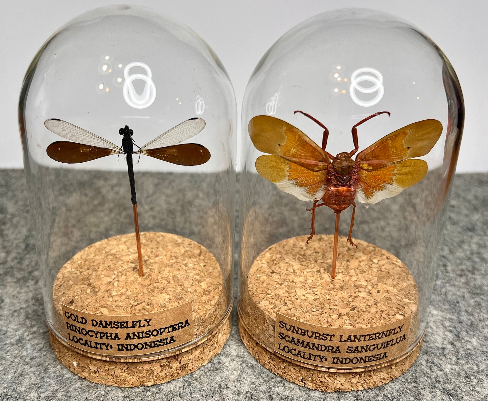 Large Size Real Dried Insect Beetle Bug in a Bell Jar - Etsy