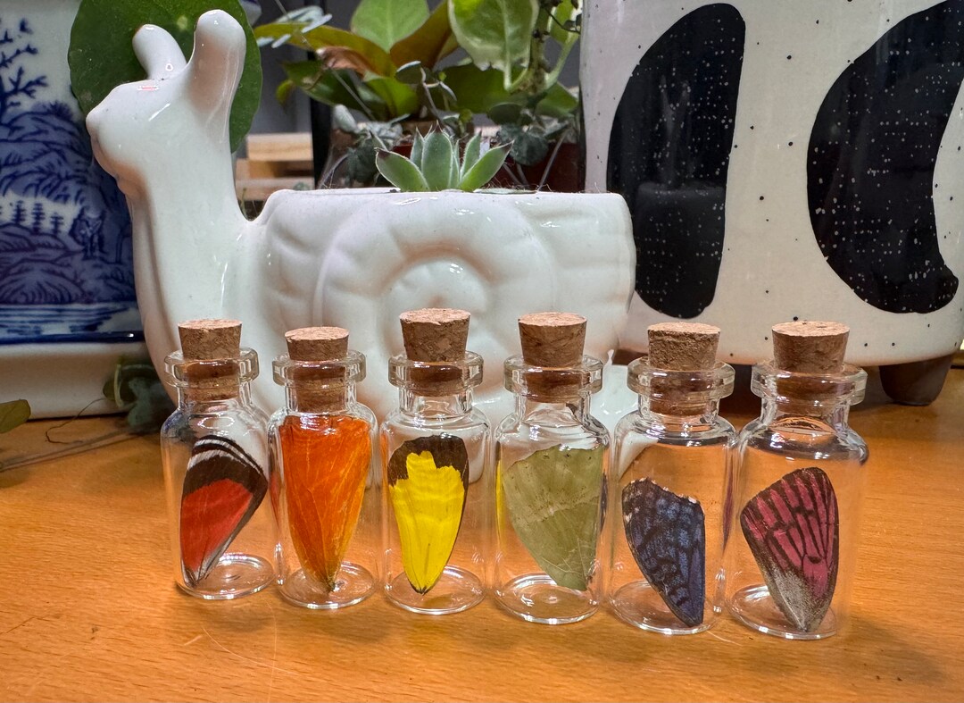 LGBTQ Rainbow Butterfly Wing Jars, Set of 6 Butterfly Wings Jar, Pride ...