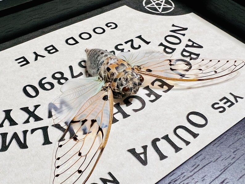 Ghost Cicada, Ayuthia Spectabile, Mounted and Framed on a Ouija Board ...
