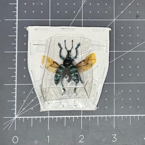 Eupholus Linnei, Real Blue Black Weevil, Beetle, Curculionidae ...