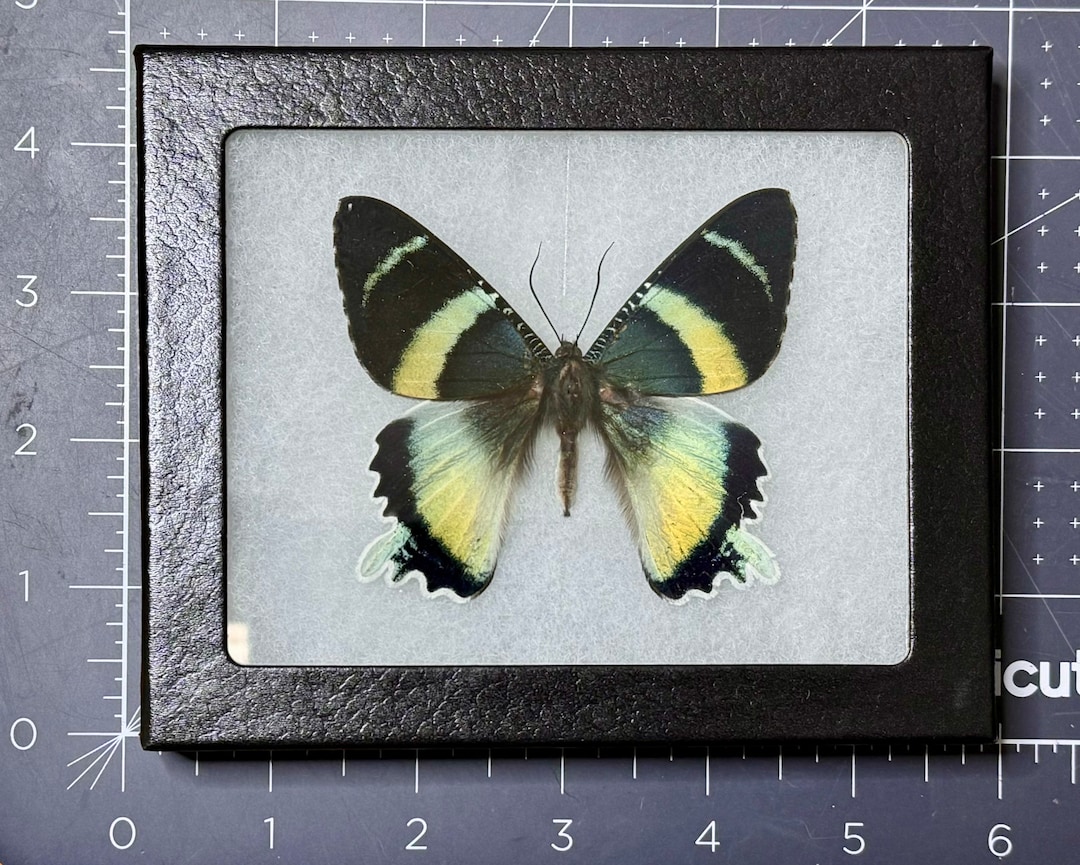 RARE- Alcides Agathyrsus, Day-flying Moth, Uraniidae, Mounted and ...