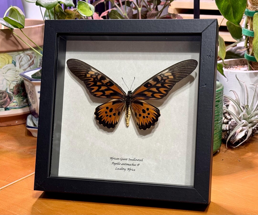 African Giant Swallowtail Butterfly, Papilio Antimachus, Mounted ...
